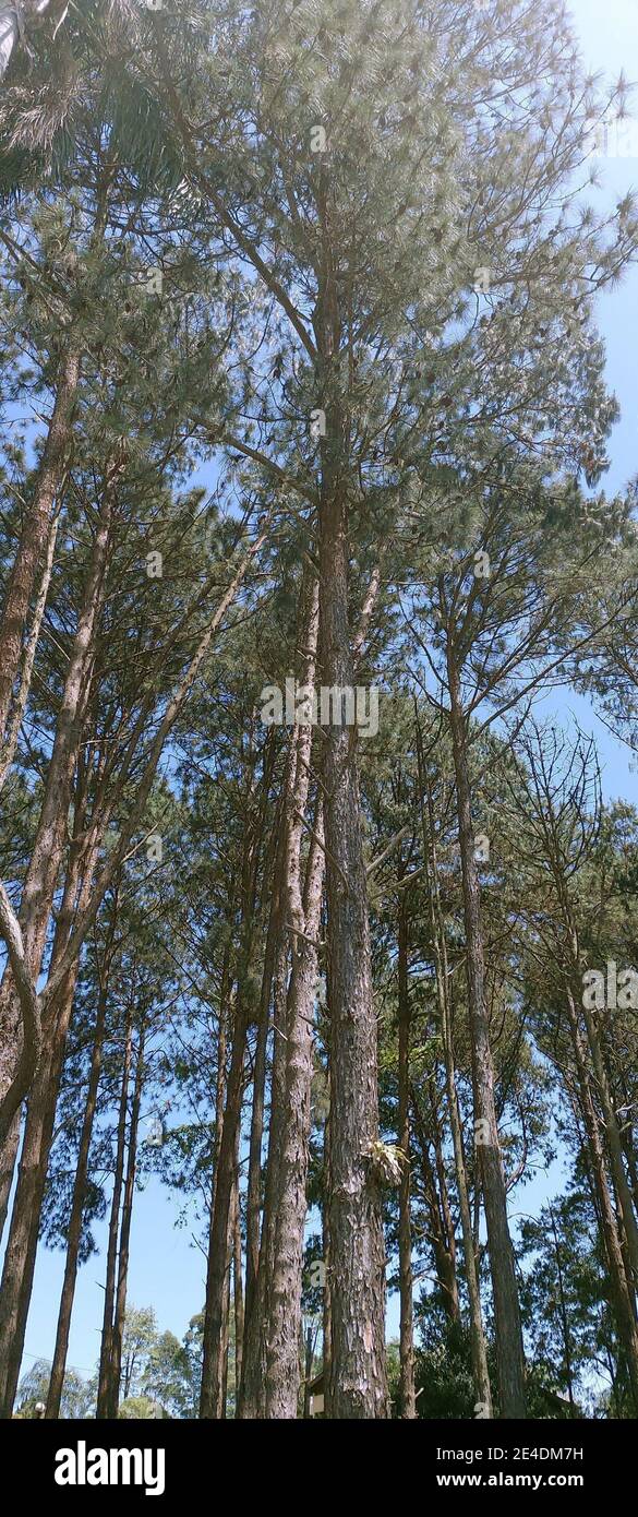 Pine tree, Ibiuna, São Paulo, Brazil Stock Photo - Alamy