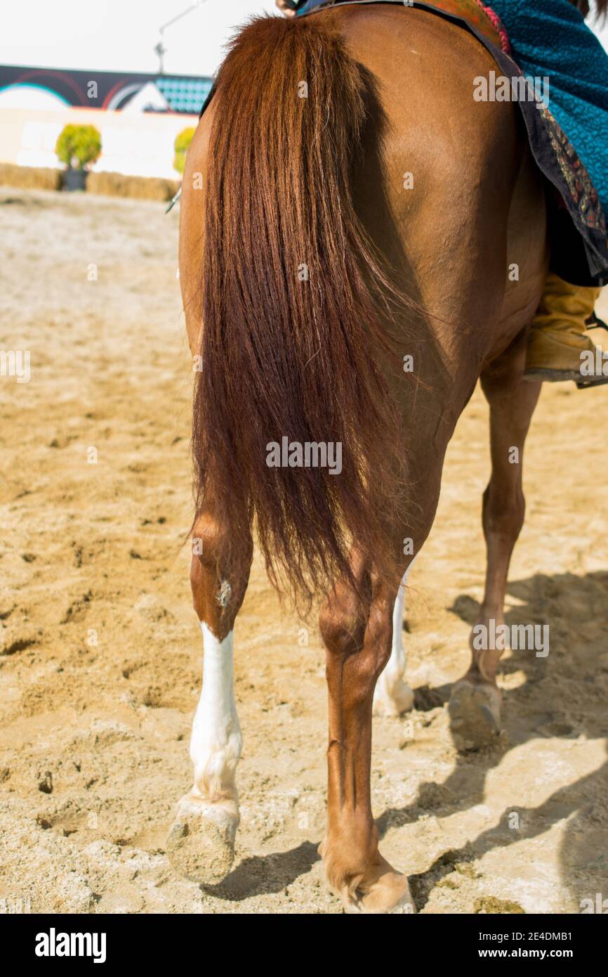 Vertical shot of the furry tail of a magnificent horse on the ranch ...