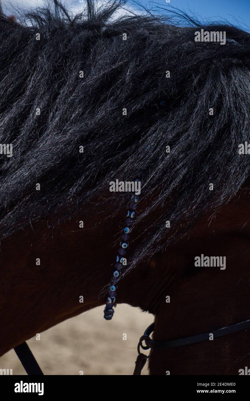 Magnificent black stallion hi-res stock photography and images - Alamy