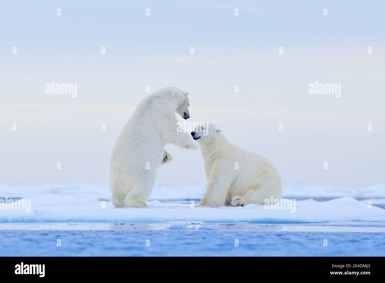Dancing Polar Bears