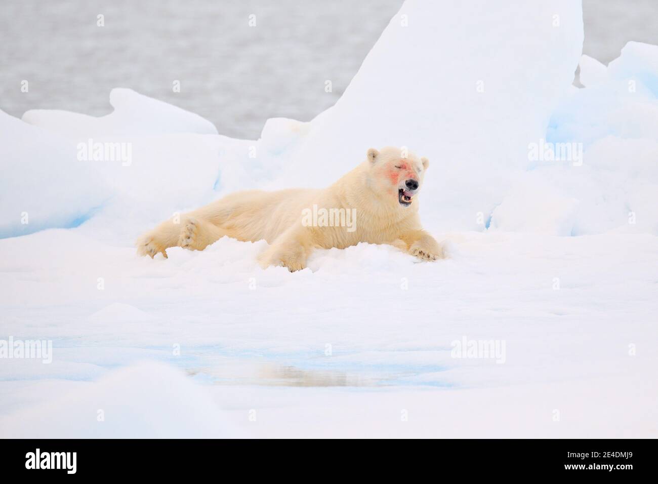 Polar bear on the ice. Surfacing dangerous polar bear in ice with seal ...