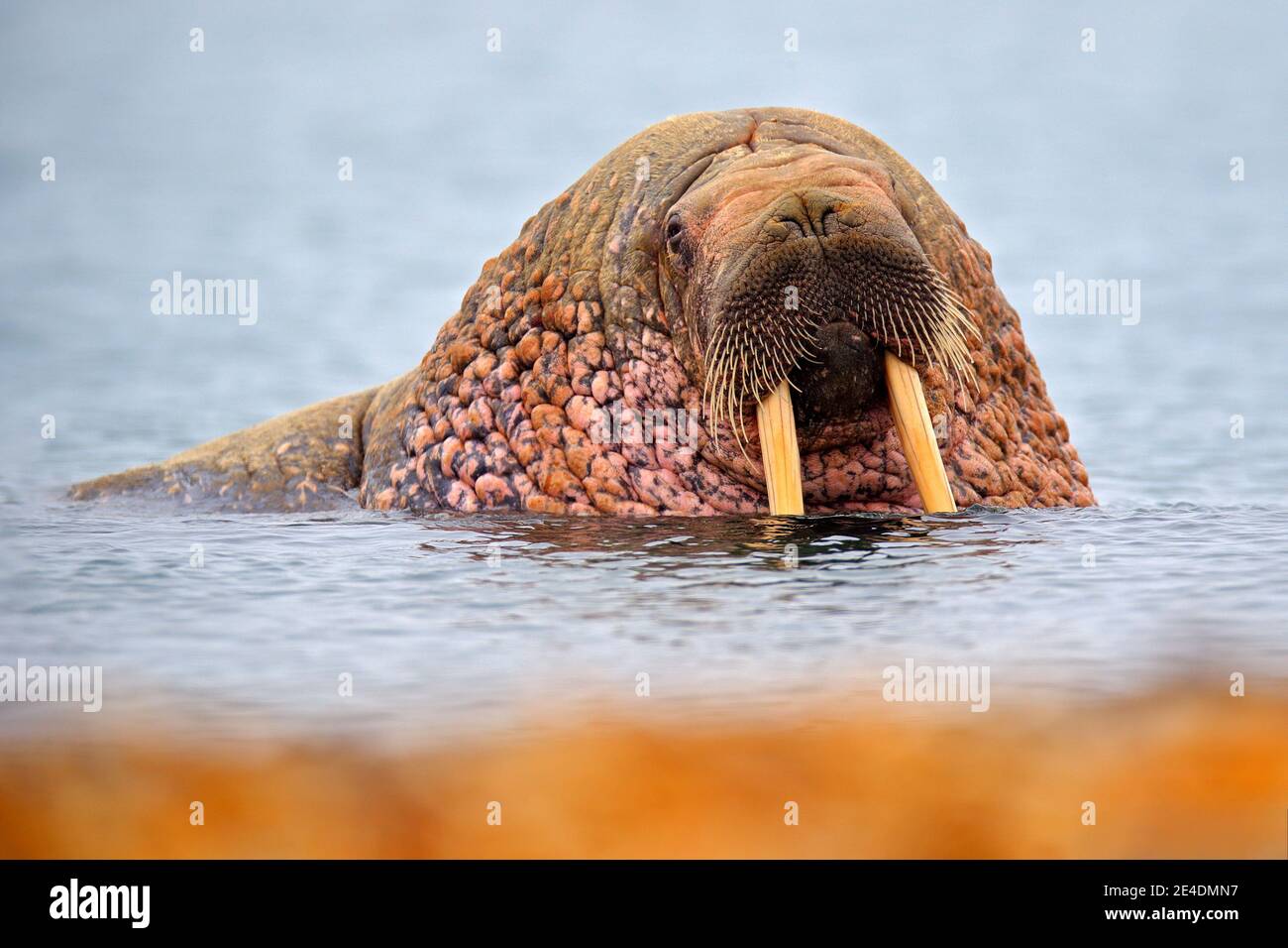 Detail portrait of Walrus with big white tusk, Odobenus rosmarus, big ...