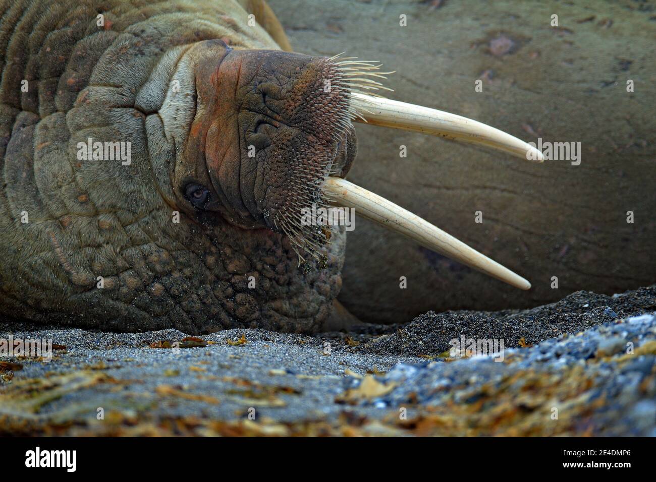 Detail portrait of Walrus with big white tusk, Odobenus rosmarus, big ...