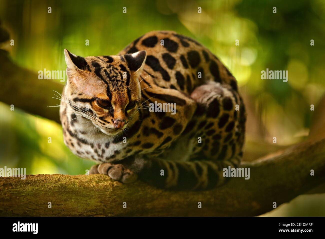 Are Ocelots Nice