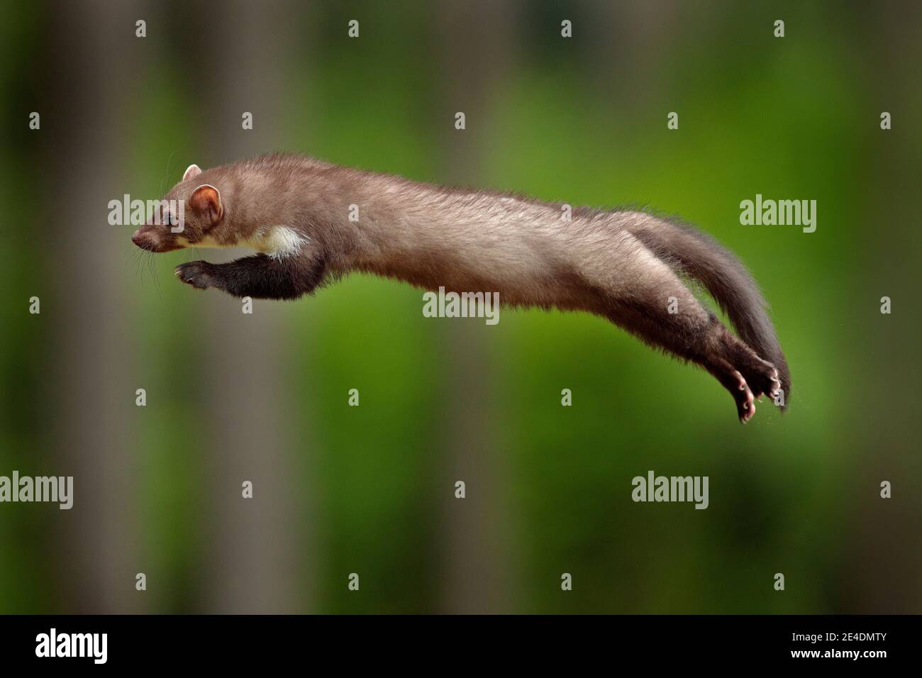 Jumping beech marten, small opportunistic predator, nature habitat ...