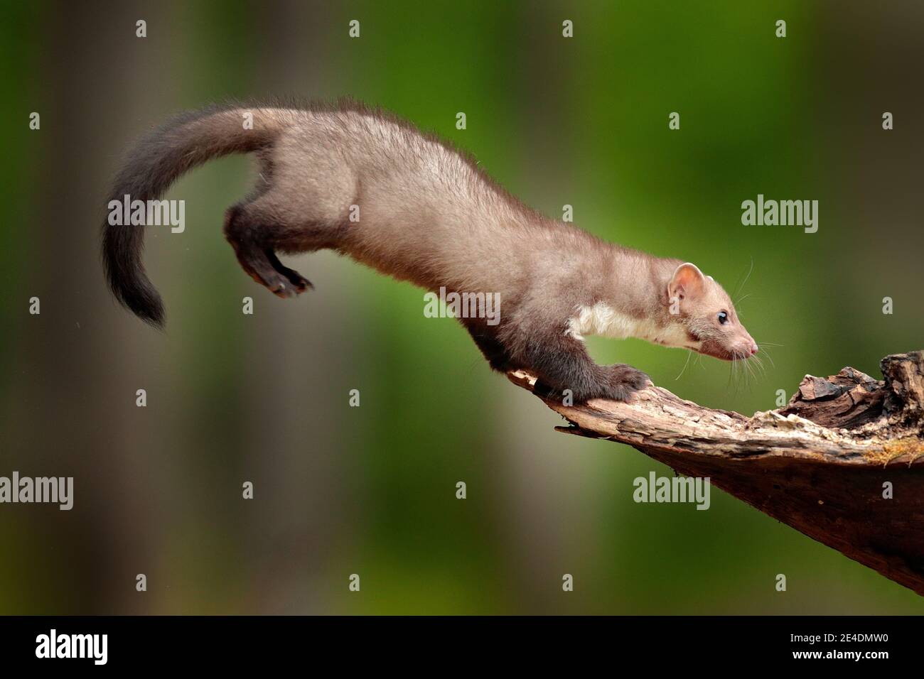 Beech marten martes foina jumping hi-res stock photography and images ...