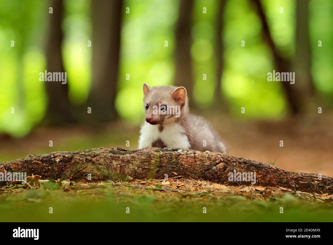 Beautiful cute forest animal. Beech marten, Martes foina, with clear ...