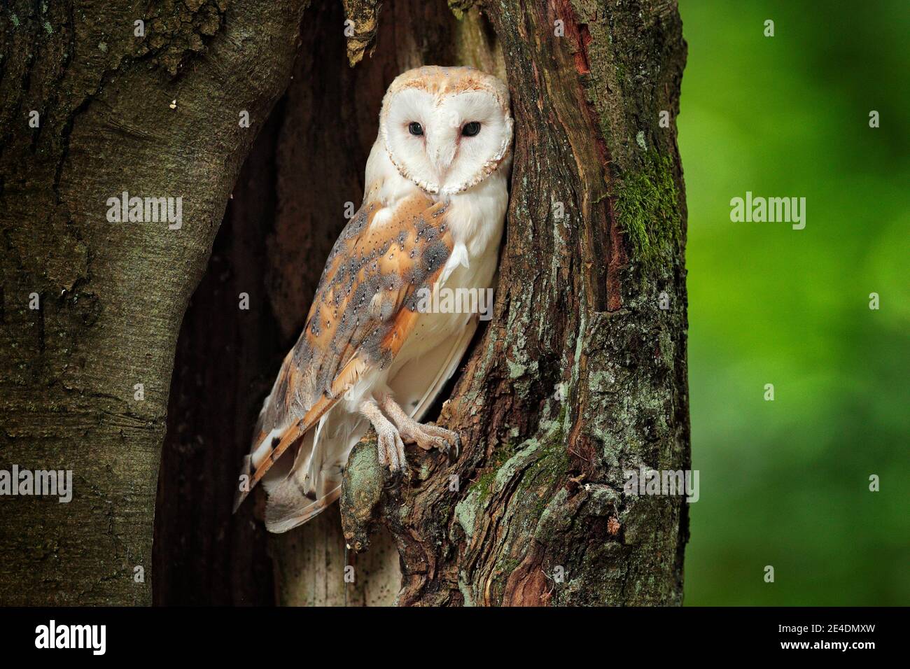 Barn owl nesting in tree stump hi-res stock photography and images - Alamy
