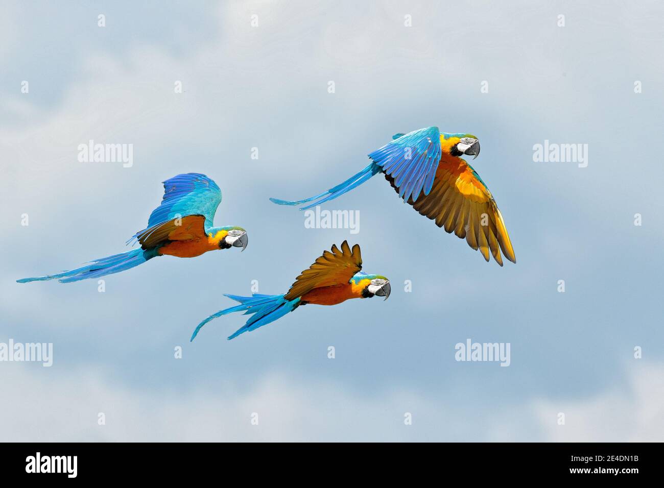 Blue macaw parrot fly. Big parrot in flight. Ara ararauna on the blue ...