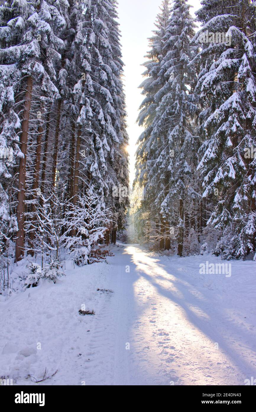 snow covered forest path through winter woods with sunshine Stock Photo ...