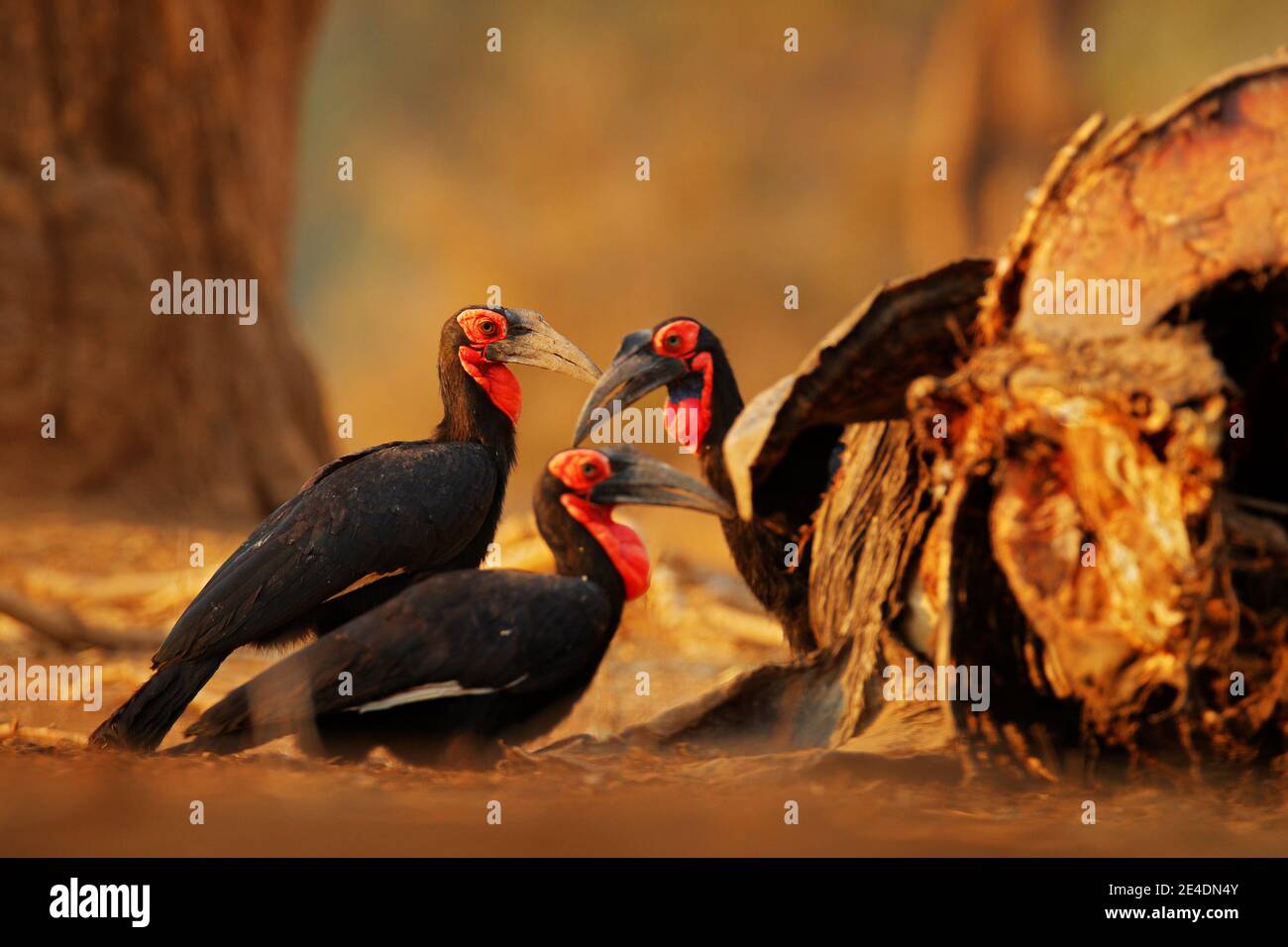 Elephant carcass with hornbills, bird behavior. Southern ground ...