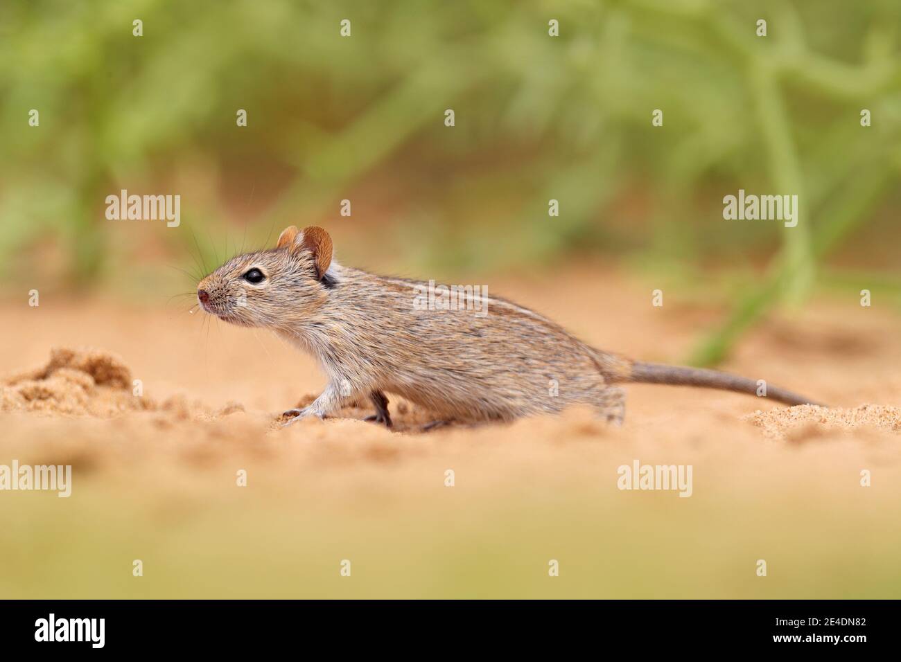 Four-striped grass mouse, Rhabdomys pumilio, beautiful rat in the ...