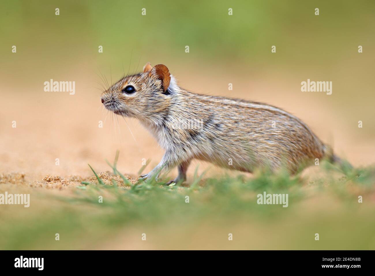 Four-striped grass mouse, Rhabdomys pumilio, beautiful rat in the ...