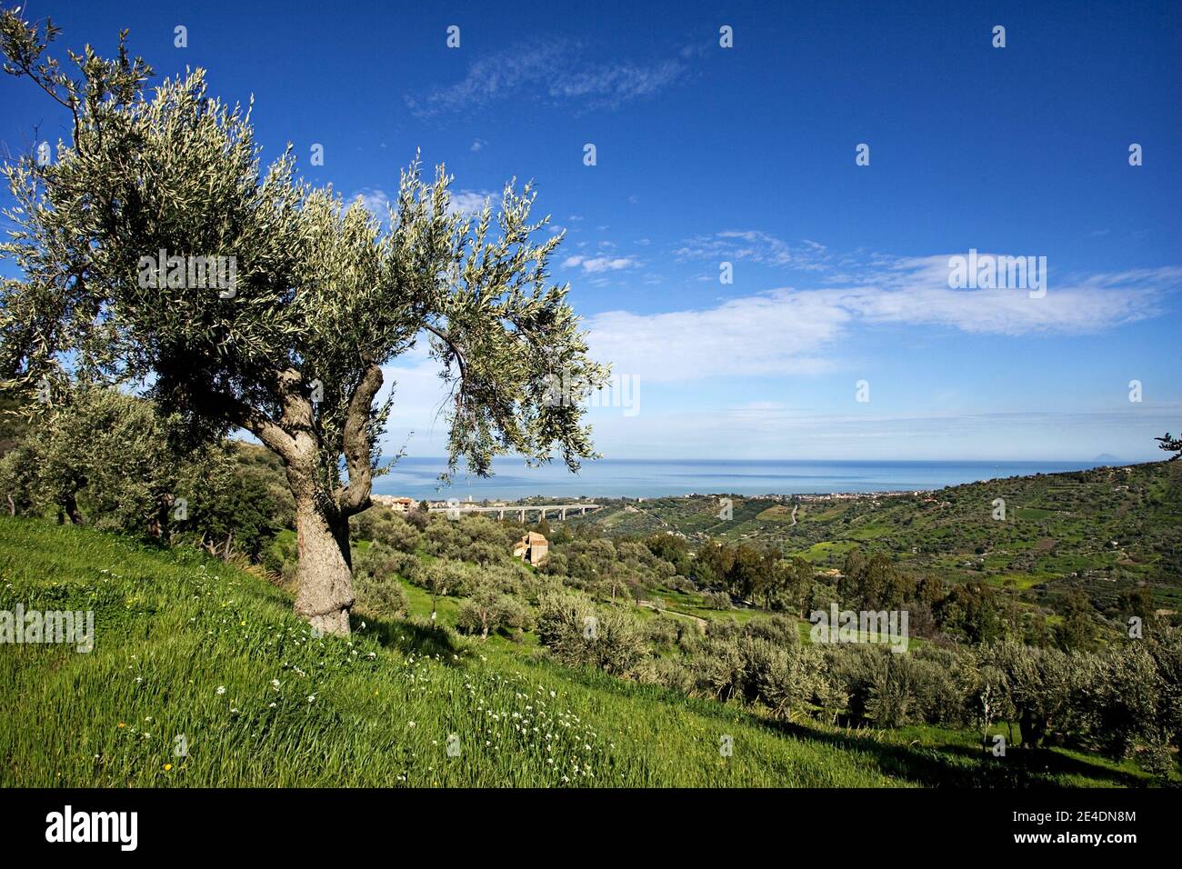 Mediterranean olive tree sea hi-res stock photography and images - Alamy