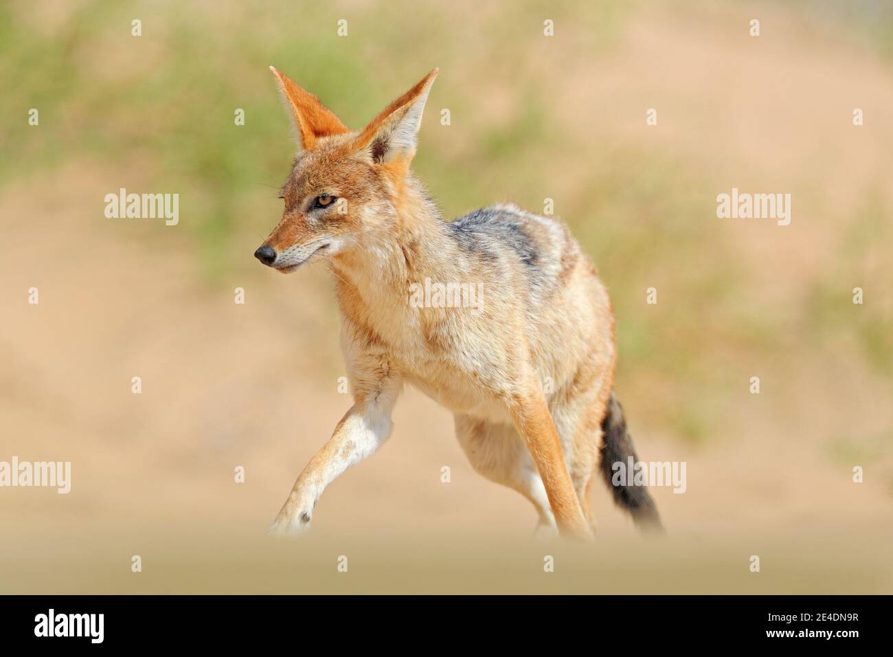 Jackal running on the sand dune in the Namib desert. Hot day in sand ...