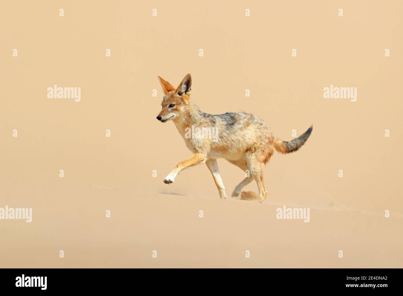 Jackal running on the sand dune in the Namib desert. Hot day in sand ...