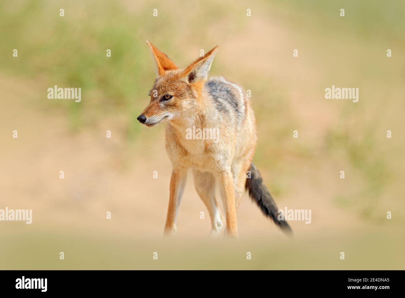 Black backed jackal in namib desert hi-res stock photography and images ...