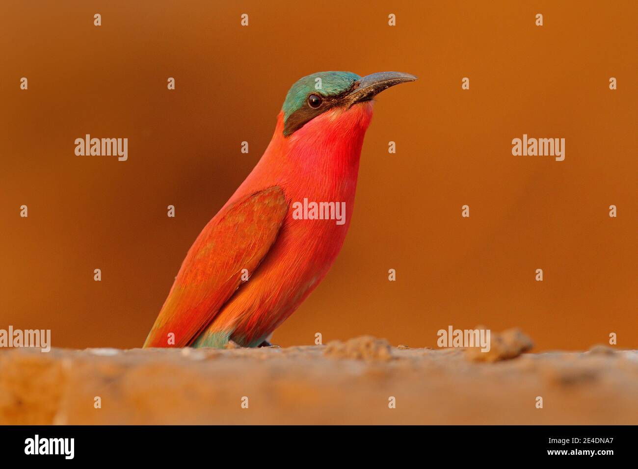 Carmine Bee-eater, Merops nubicoides, Zambezi, Mana Pools NP, Zimbabwe ...