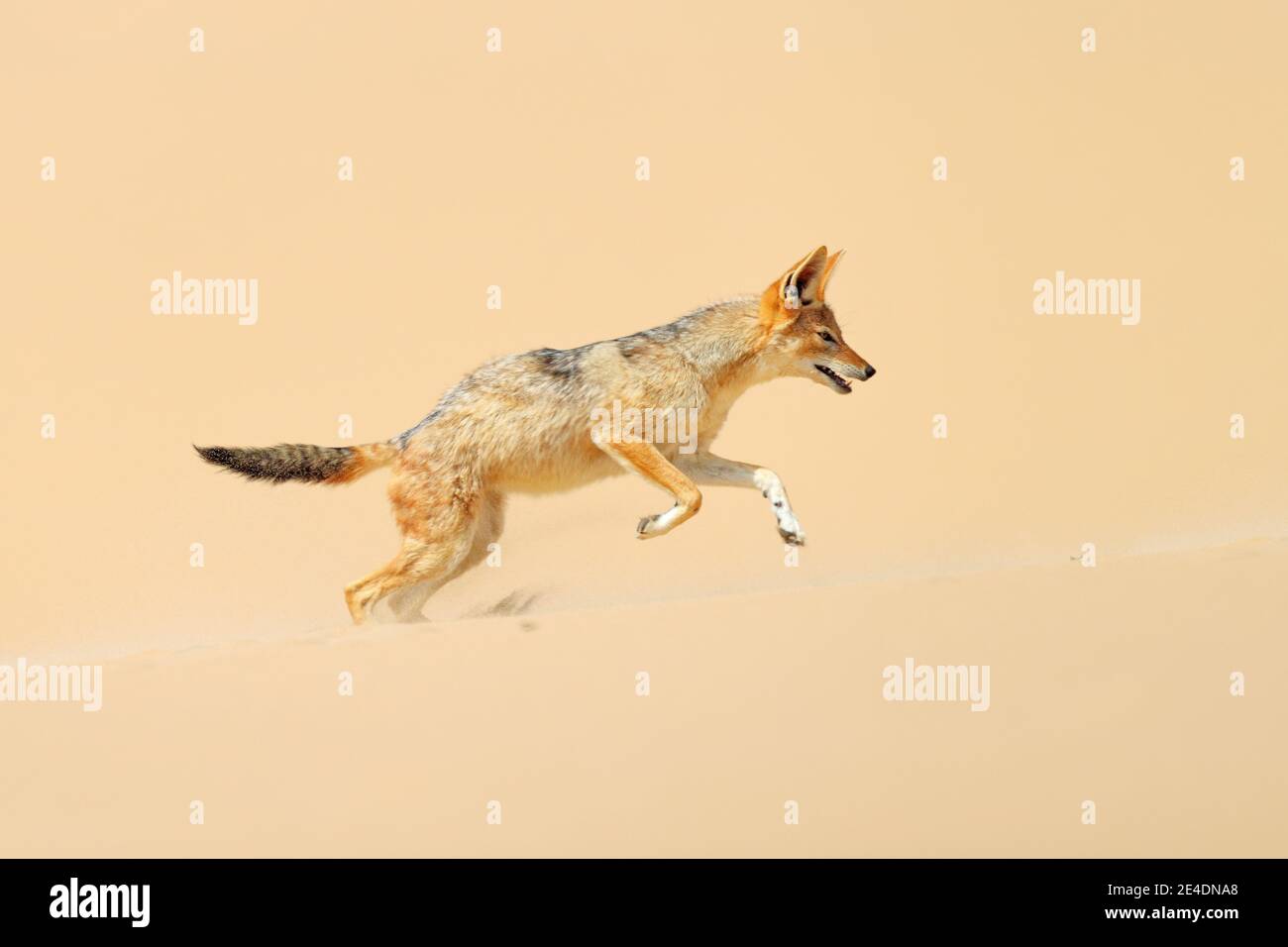 Jackal running on the sand dune in the Namib desert. Hot day in sand ...