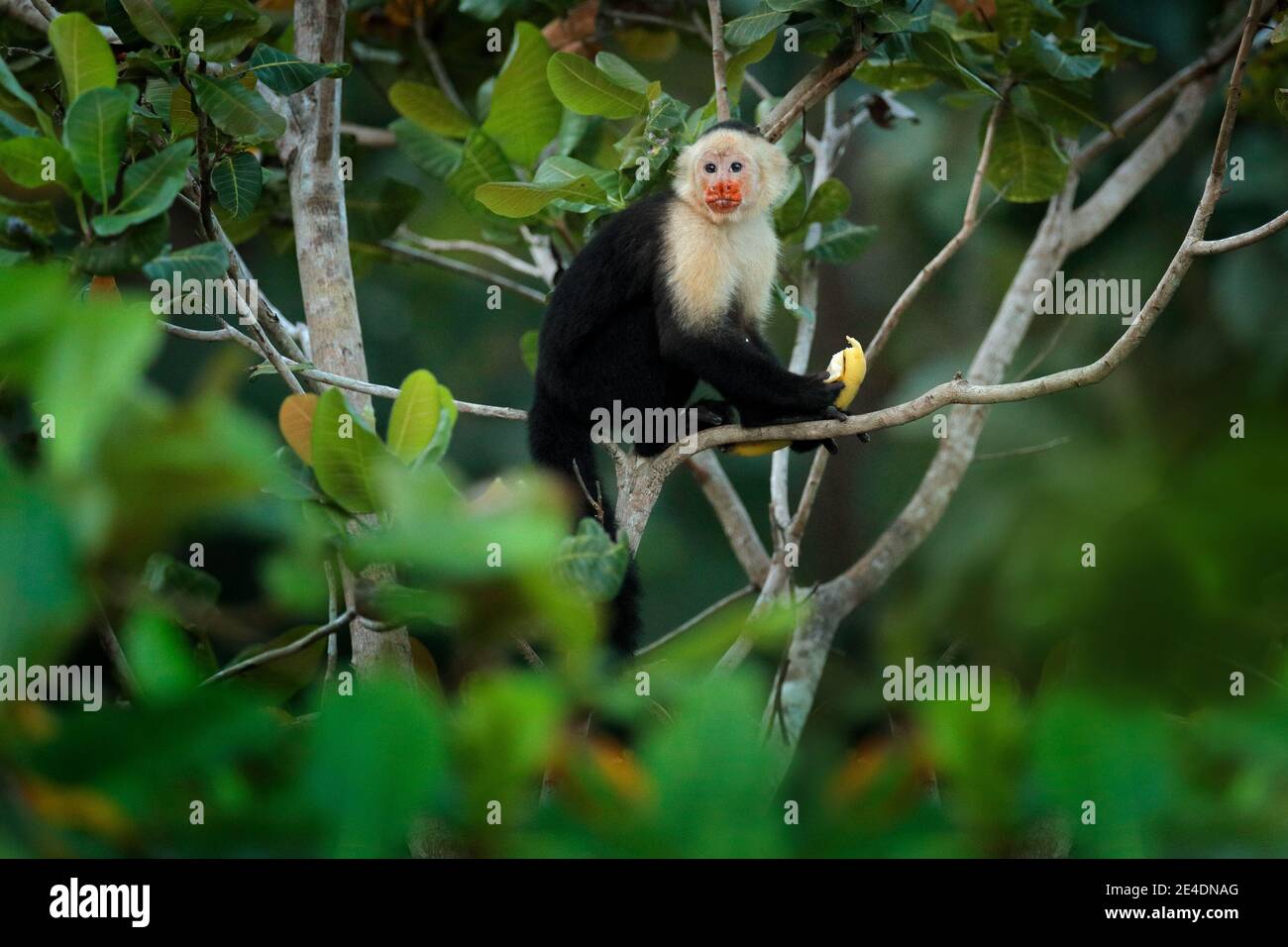 Monkey with banana. Black monkey hidden in the tree branch in the dark ...