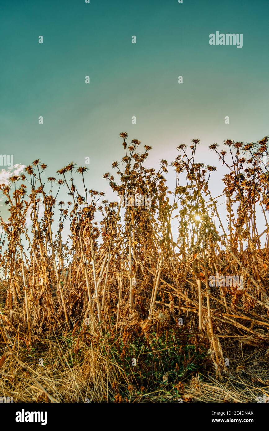 Pinchar hi-res stock photography and images - Alamy