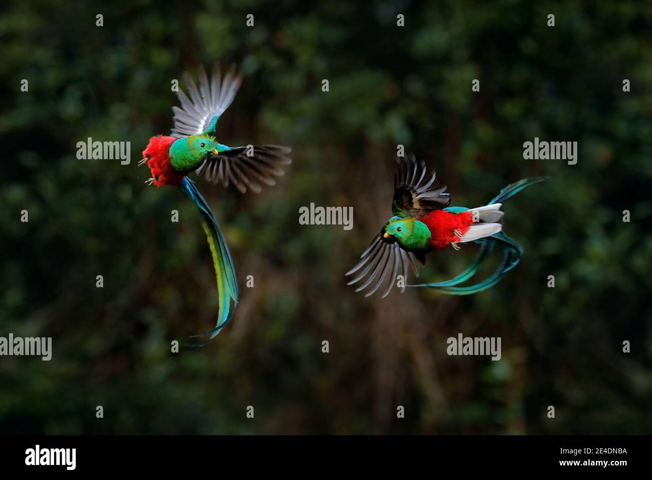 Quetzal, Pharomachrus mocinno, from tropic in Costa Rica with green ...