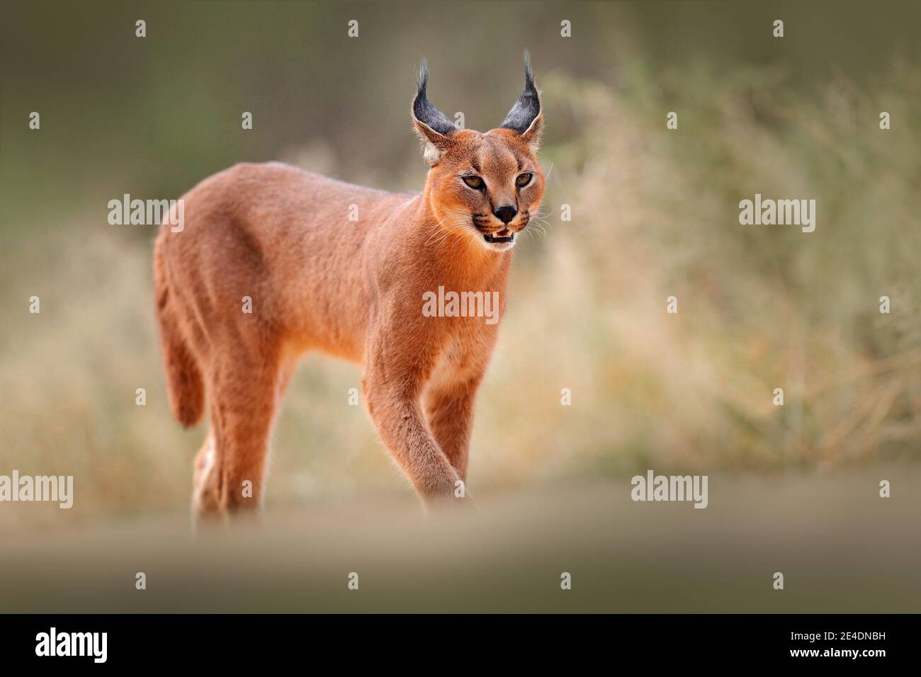 Caracal, African lynx, in dry sand desert. Beautiful wild cat in nature ...