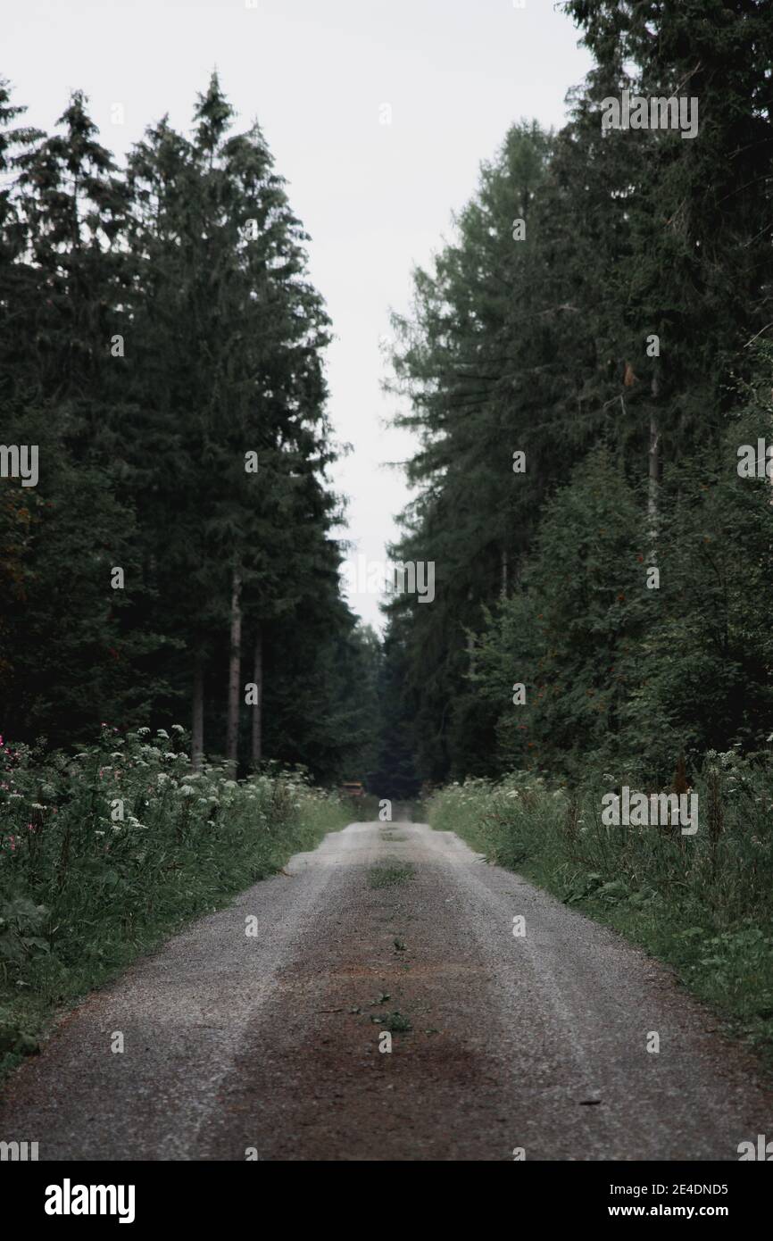 Wooden way in forest, straight through Stock Photo - Alamy