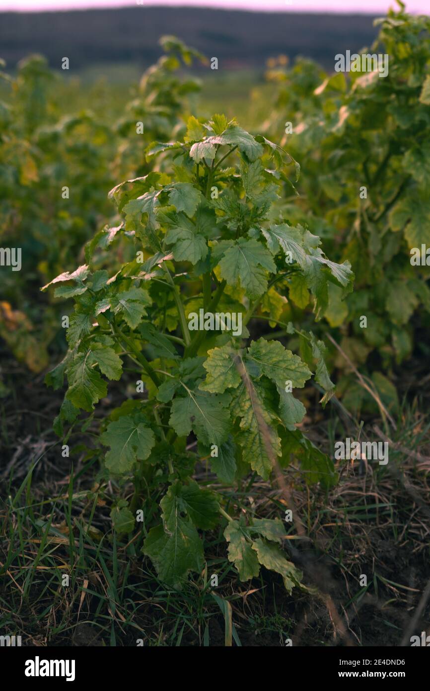 Rapeseed plant hi-res stock photography and images - Alamy