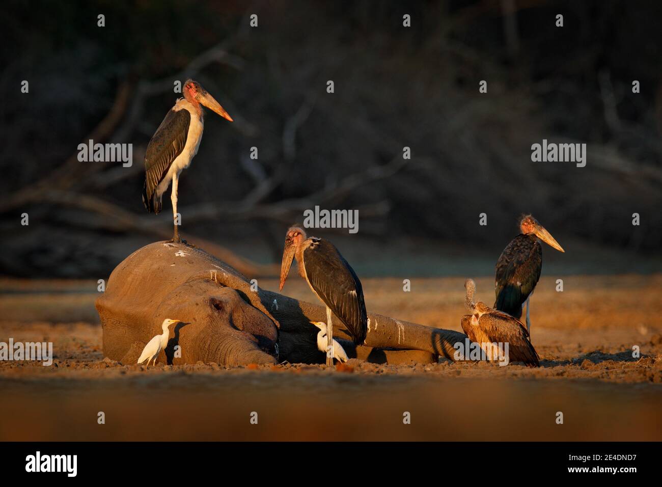Marabou stork, Leptoptilos crumenifer, with elephant carcass, evening ...