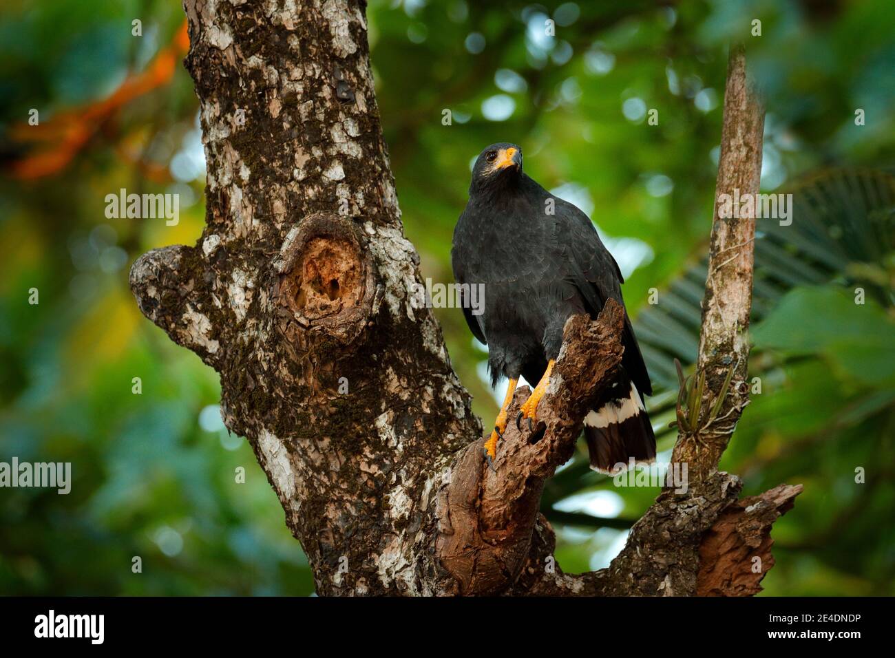 Mangrove Black Hawk, Buteogallus subtilis, large bird found in Central ...