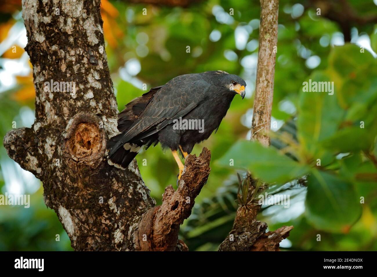 Mangrove black hawk hi-res stock photography and images - Alamy