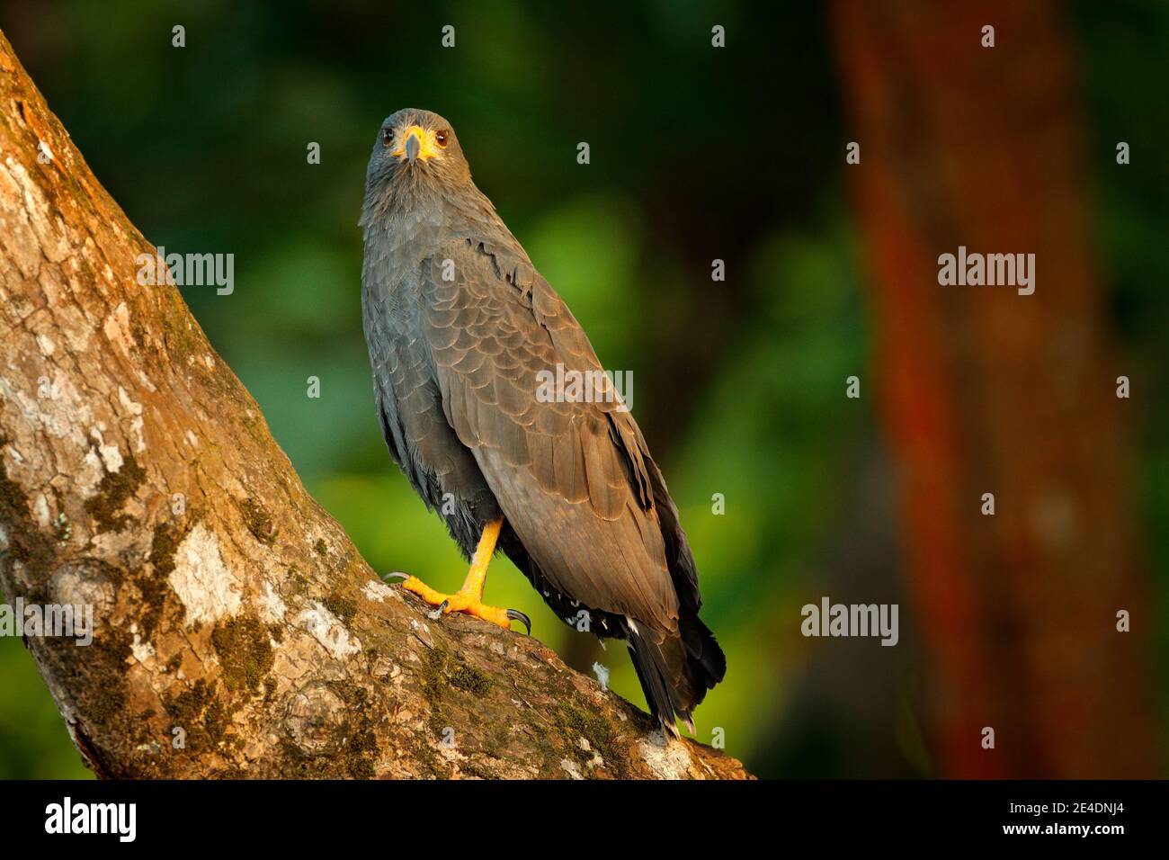 Mangrove black hawk hi-res stock photography and images - Alamy