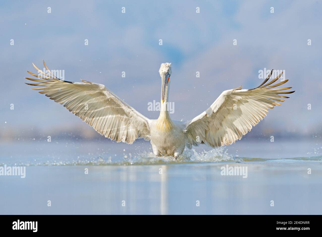 Bird start in the water. Dalmatian pelican, Pelecanus crispus, landing ...