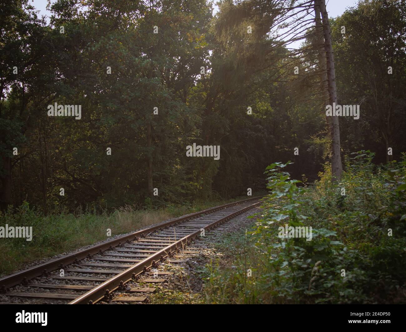 railroad tracks in the forest in summer, evening Stock Photo - Alamy