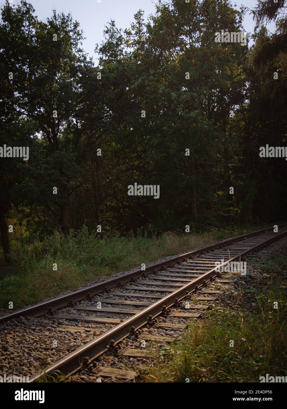 railroad tracks in the forest in summer, evening Stock Photo - Alamy