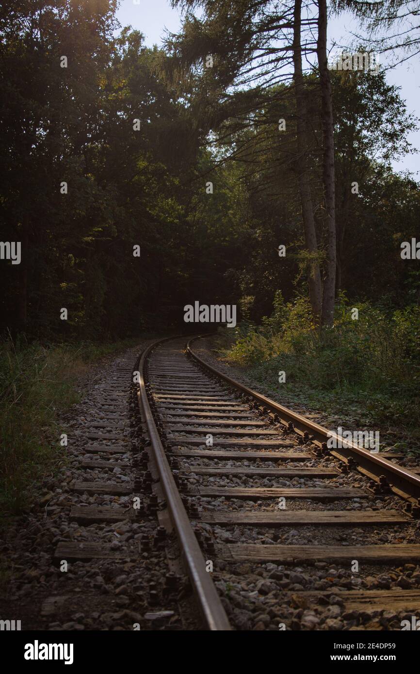 Tracks in the forest hi-res stock photography and images - Alamy