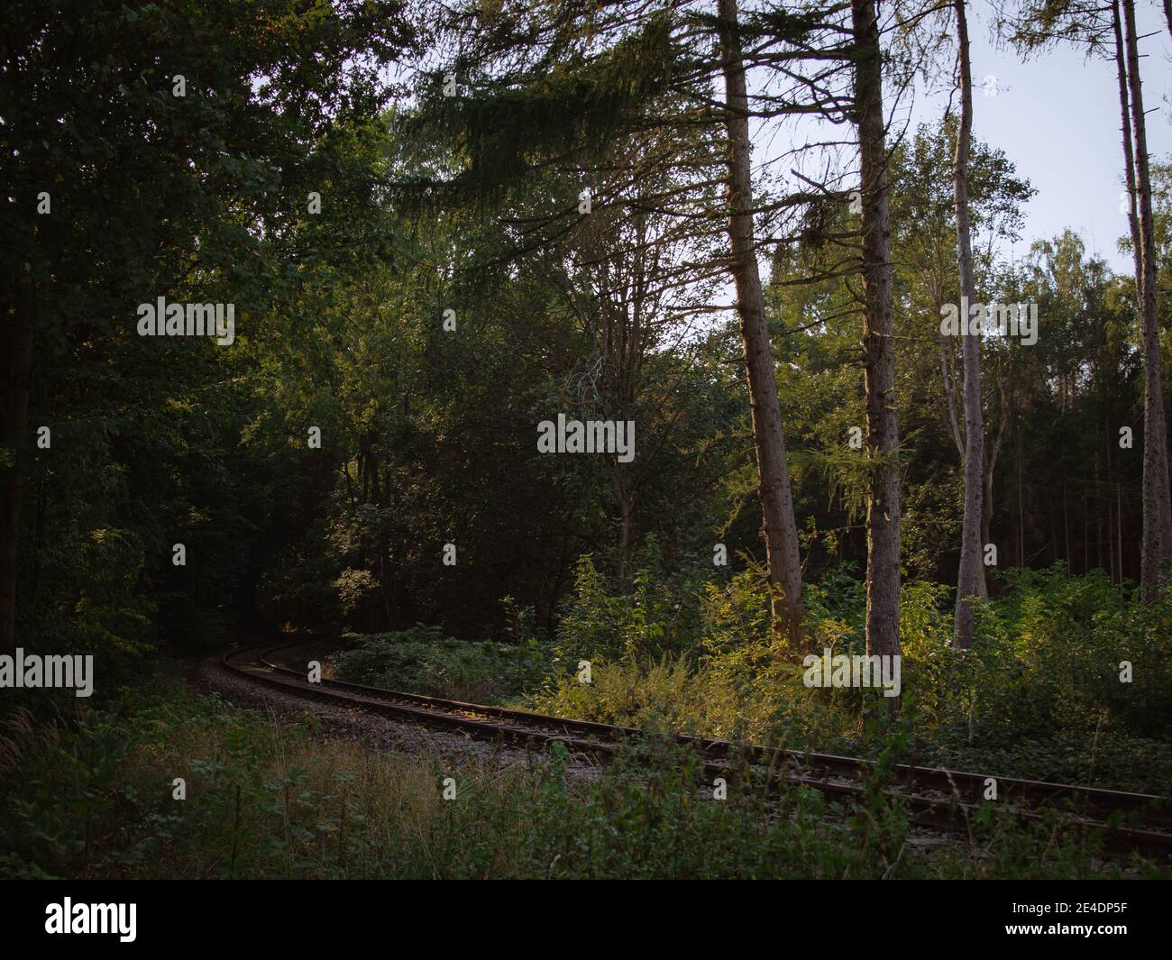railroad tracks in the forest in summer, evening Stock Photo - Alamy