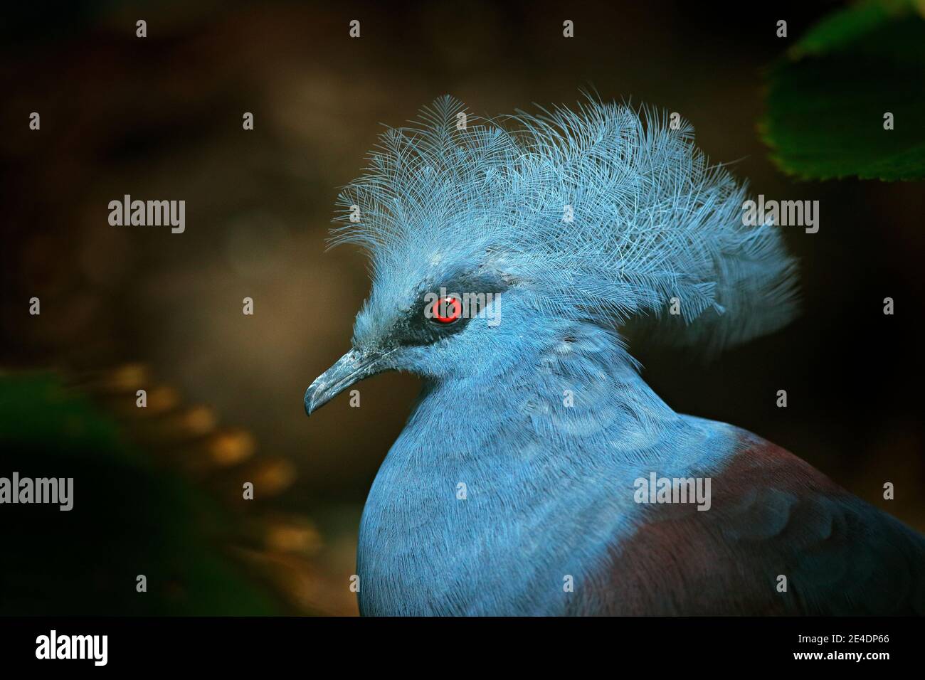 Western crowned pigeon, Goura cristata, detail portrait in e lowland ...