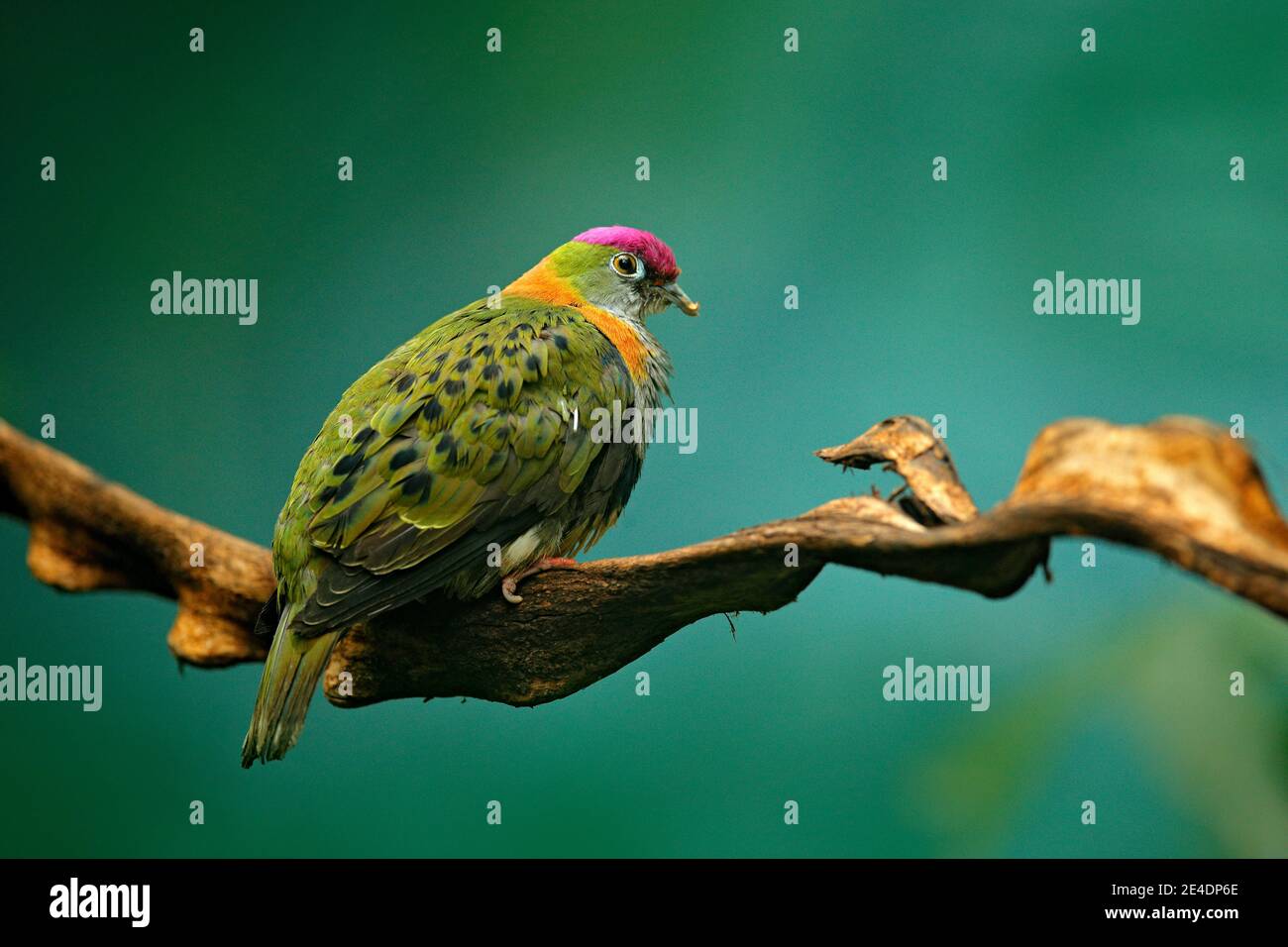 Eastern Superb Fruit dove, Ptilinopus superbus, bird in the nature ...