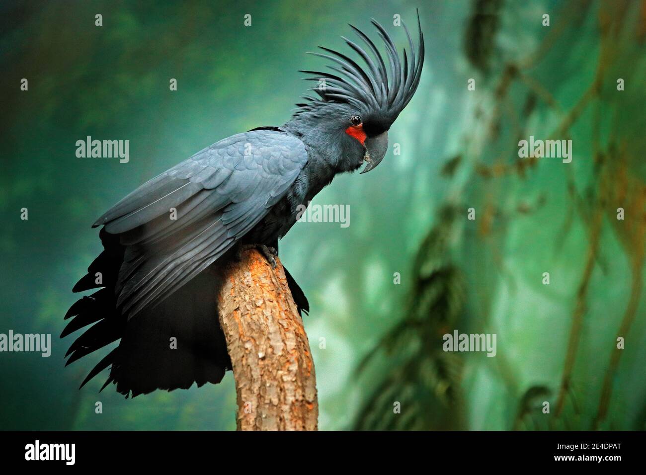 Grey parrot with crest. Detail portrait of dark parrot Palm cockatoo ...