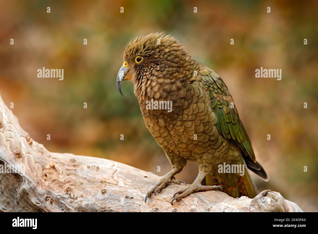 Kea wildlife bird hi-res stock photography and images - Alamy