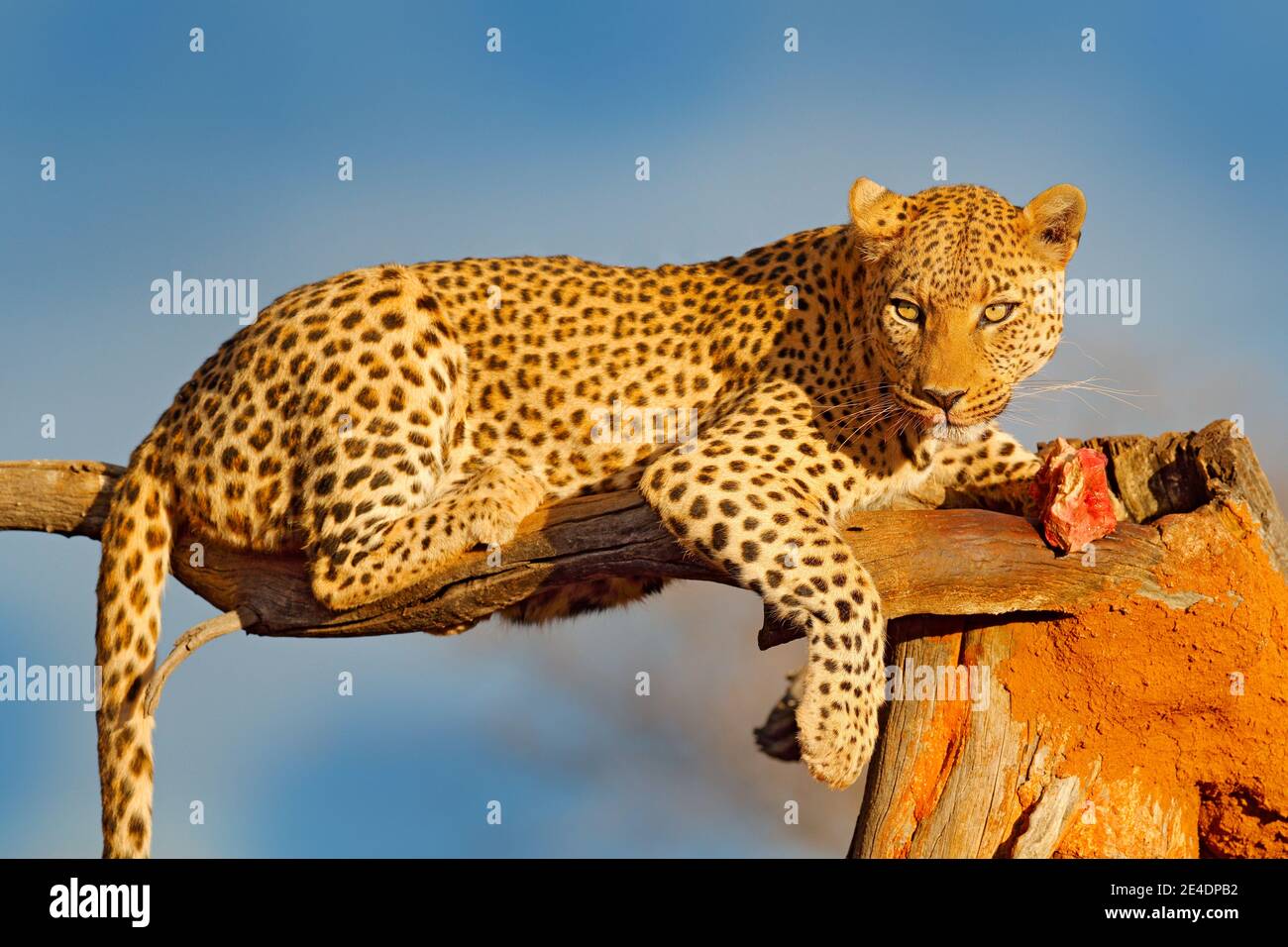 Leopard feeding catch on the tree. Animal kill behaviour in the Africa ...