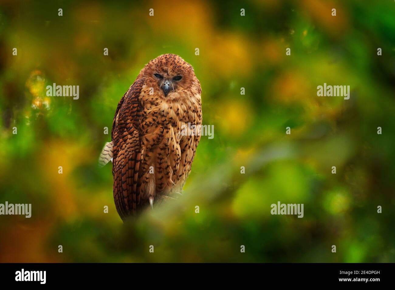 Pel's fishing owl, Scotopelia peli, beautiful bird in the forest tree ...