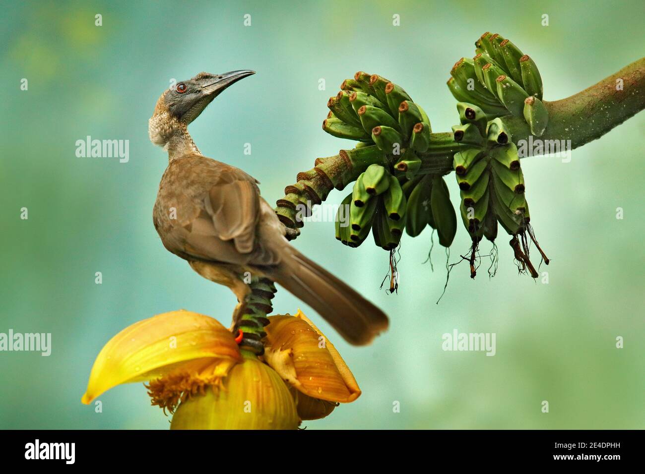 Helmeted friarbird, Philemon buceroides, beautiful bird sitting on the ...
