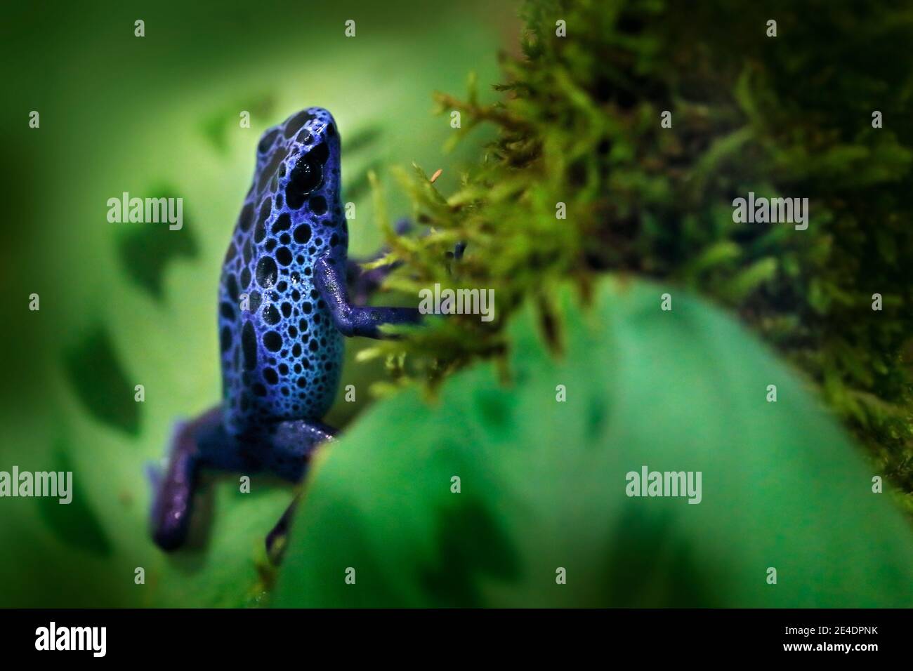 Amazon rainforest blue frog hi-res stock photography and images - Alamy