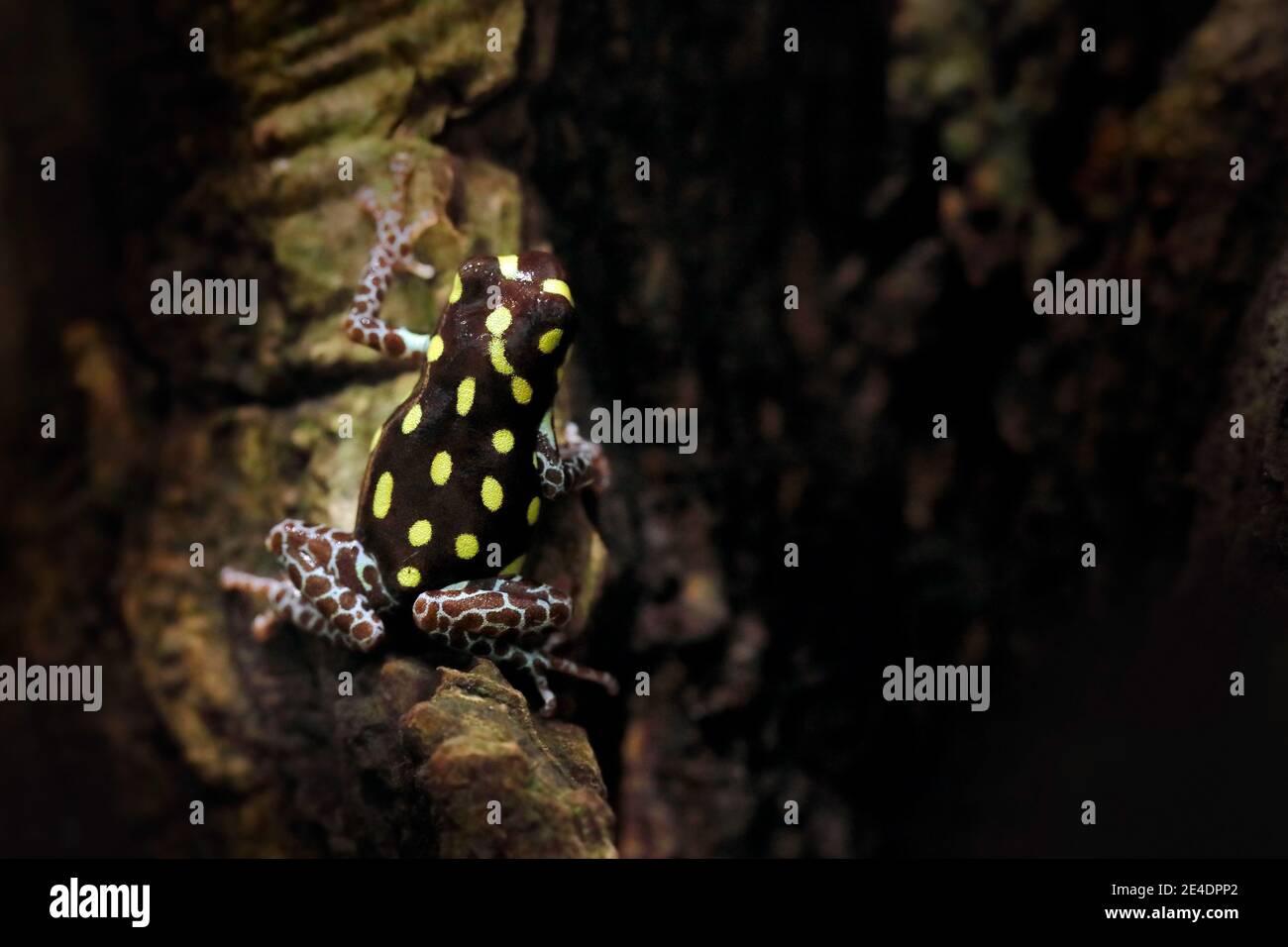 Endangered spotted tree frog hi-res stock photography and images - Alamy
