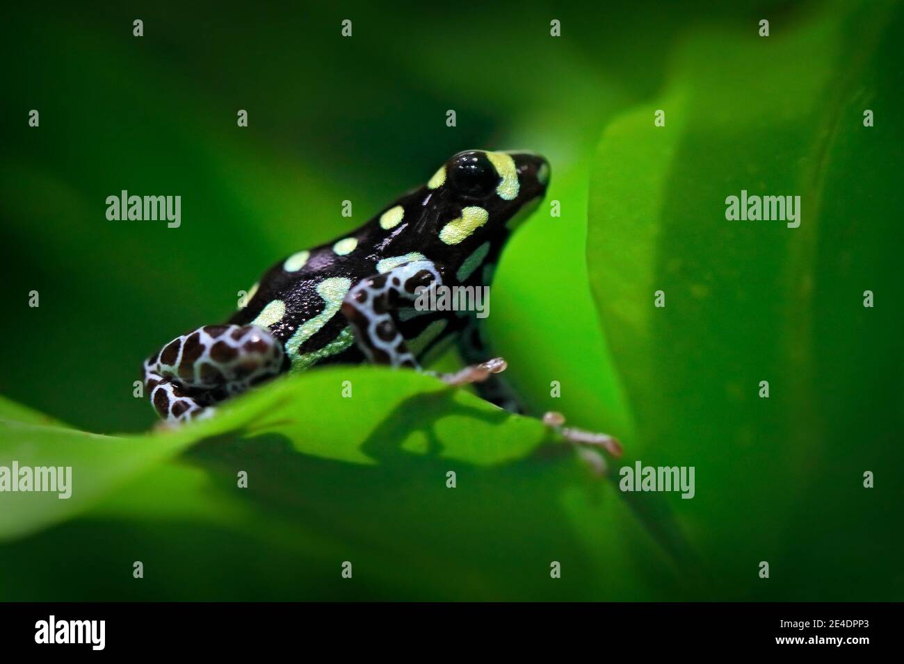 Ranitomeya vanzolinii, Brazilian spotted poison frog, in the nature ...