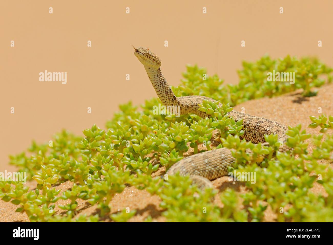 Bitis peringueyi, Péringuey's Adder, poison snake from Namibia sand ...