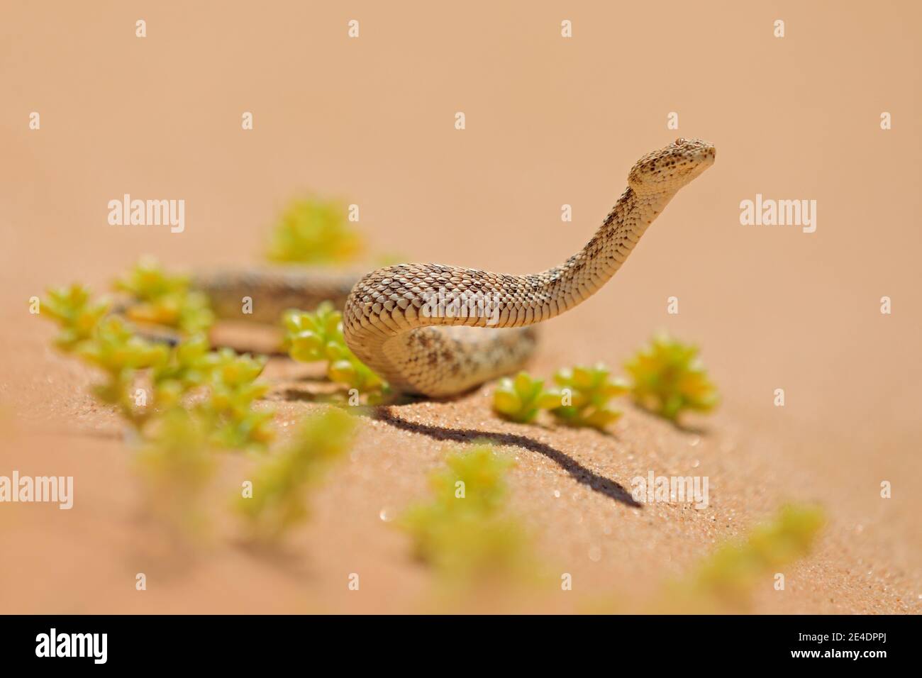 Bitis peringueyi, Péringuey's Adder, poison snake from Namibia sand ...